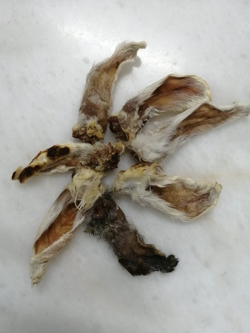 Dehydrated Furry Rabbit Ear – Rabbit Ear Farm