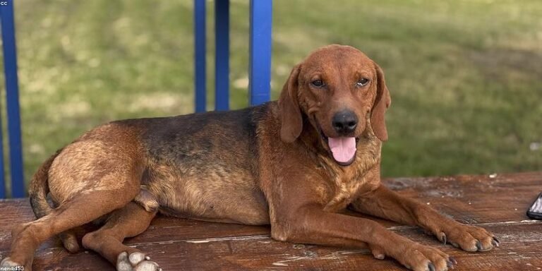The Farm-to-Bowl Revolution: Why Natural Dog Chews are the Best Choice ...